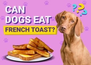Can Dogs Enjoy French Toast? Essential Facts for Pet Owners